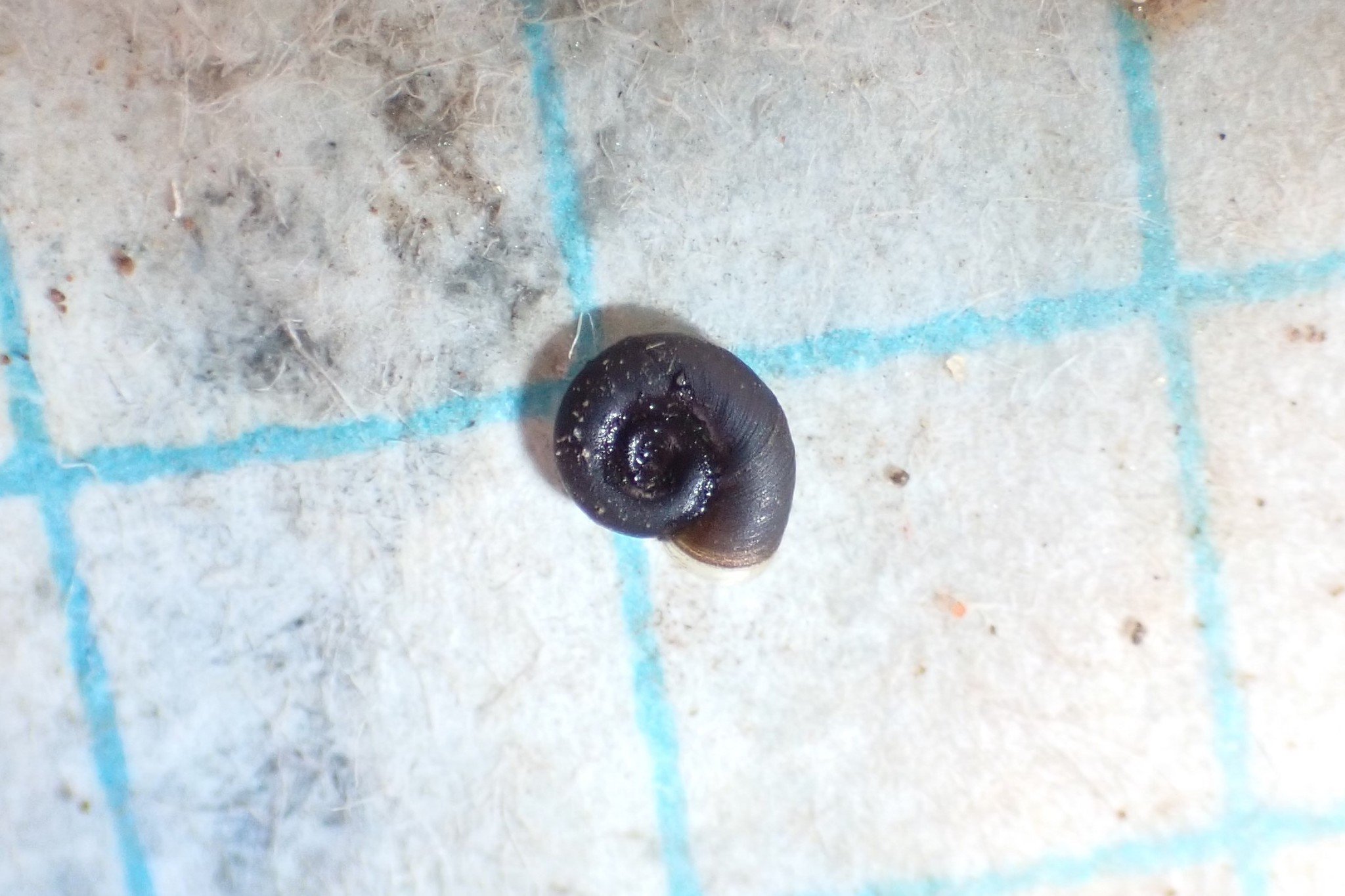 Gyraulus parvus (Say, 1817)