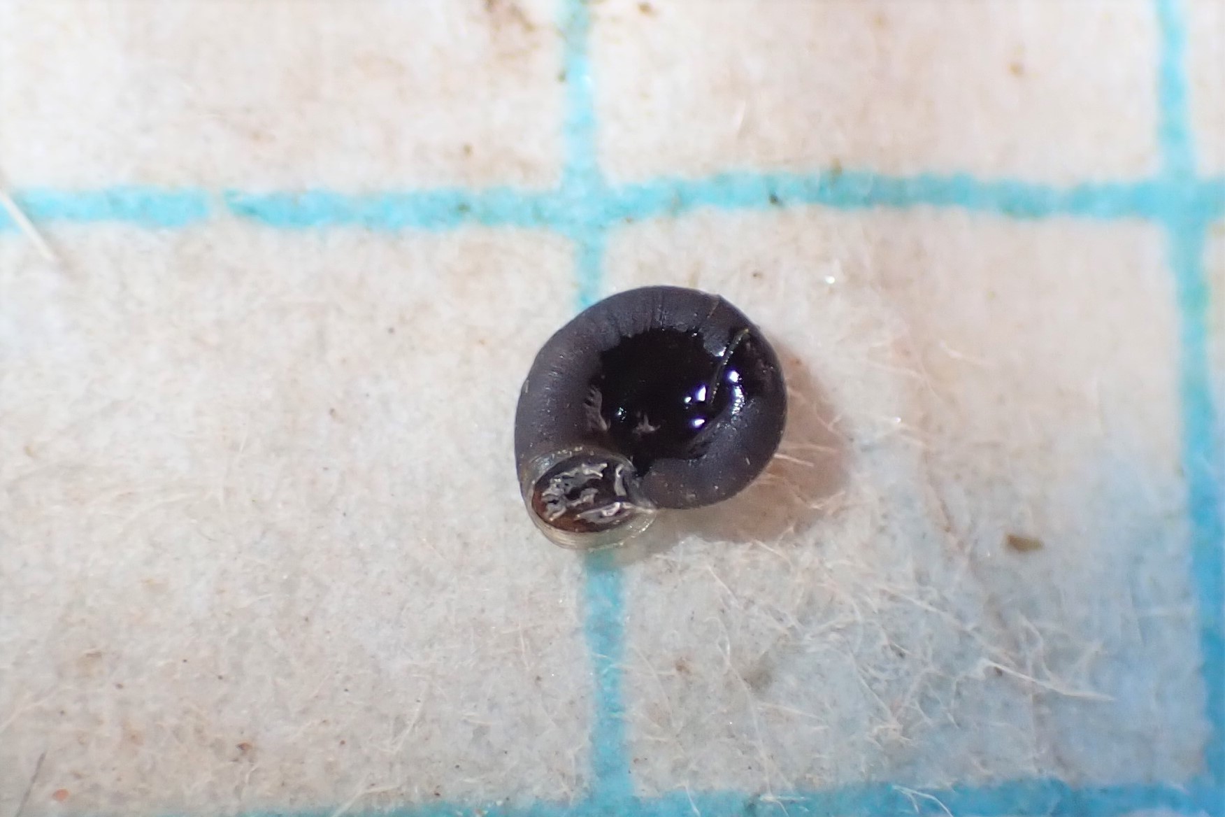 Gyraulus parvus (Say, 1817)