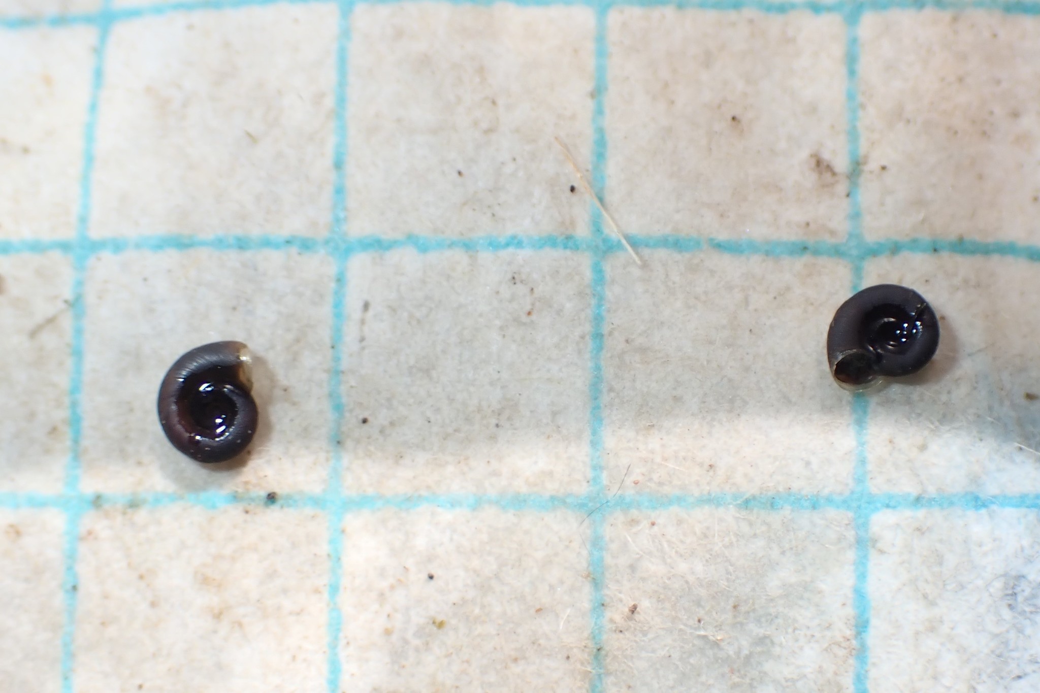 Gyraulus parvus (Say, 1817)