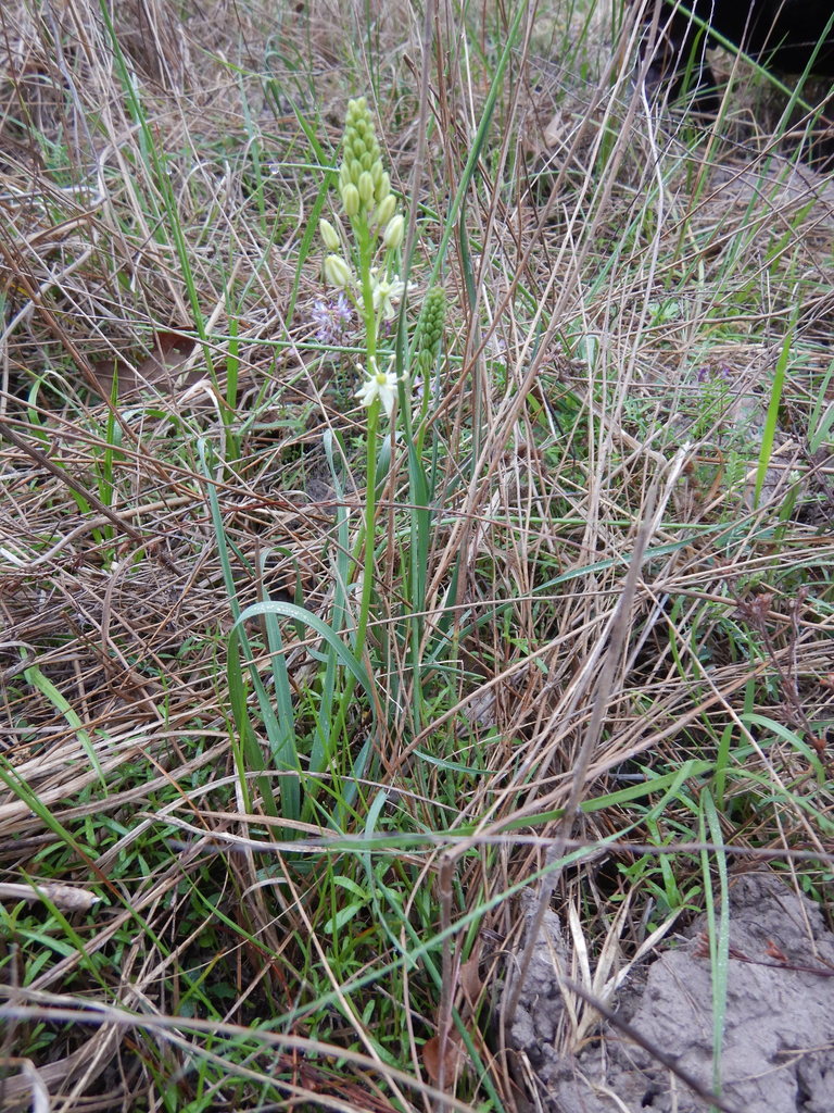 Texas Sunnybell from Jasper County, TX, USA on March 27, 2021 at 08:29 ...