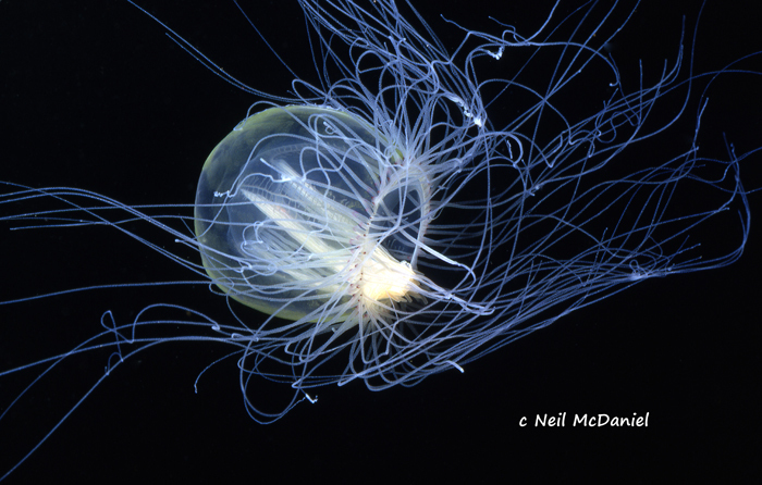Red-eye Medusa from Hussar Bay, Browning Passage, BC, Canada on September 5, 1985 by Neil ...