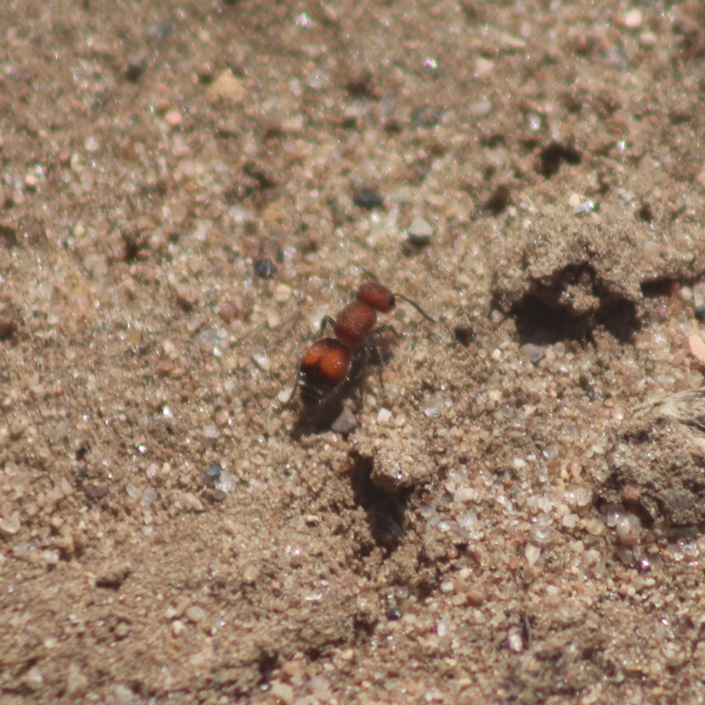 Pseudomethoca simillima from Hartford, Connecticut, United States on ...