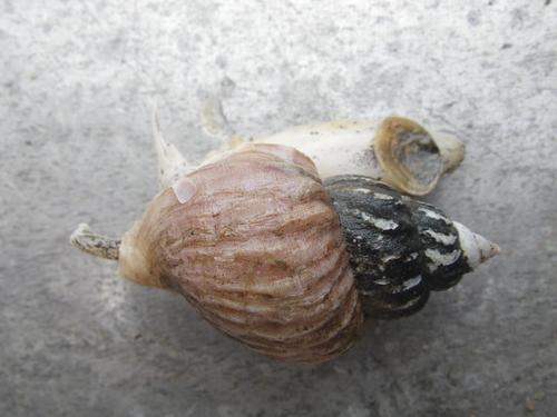 Ladder Whelk (Buccinum scalariforme) · iNaturalist