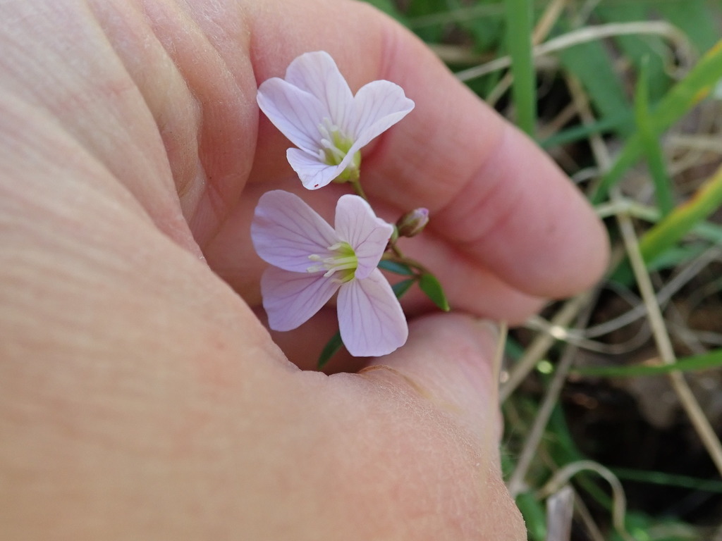 Nuttall's toothwort from Clackamas County, OR, USA on March 27, 2021 at ...