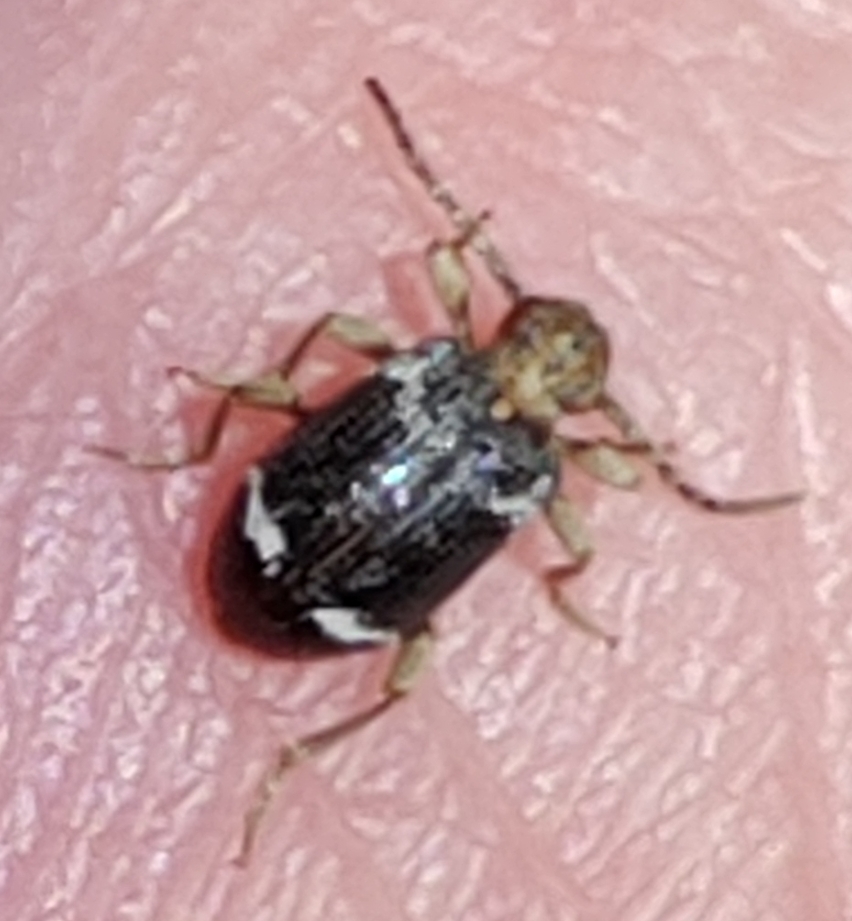 Ptinus variegatus (Madeira Käfer) · iNaturalist