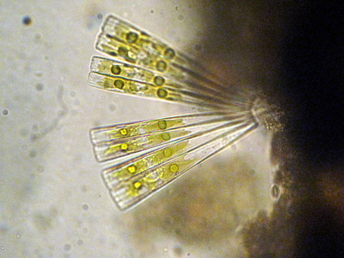 (Licmophoraceae)