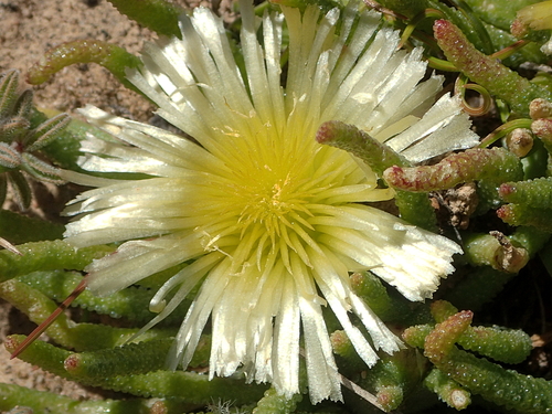 Phyllobolus resurgens · iNaturalist