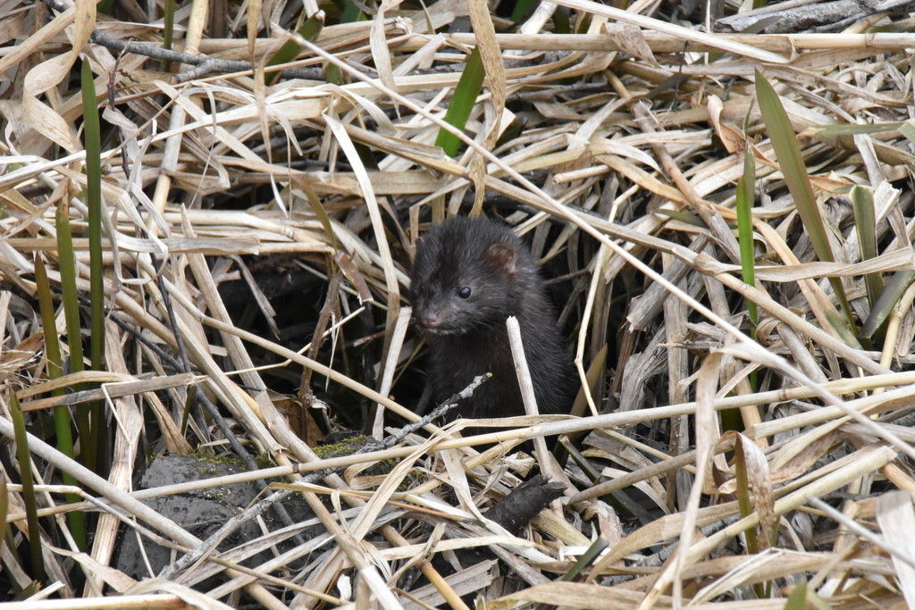 Vancouver Island Mink from Capital, BC, Canada on March 27, 2021 at 01: ...