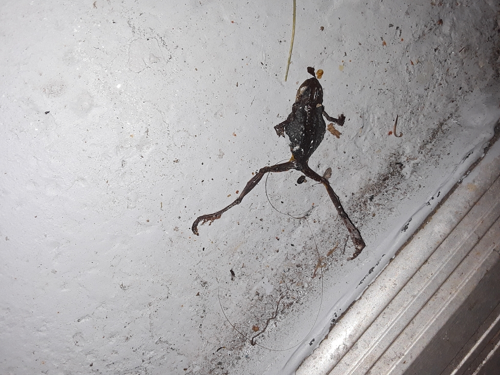 Gray Treefrog from Authier Hall, Worcester, MA 01605, États-Unis on ...