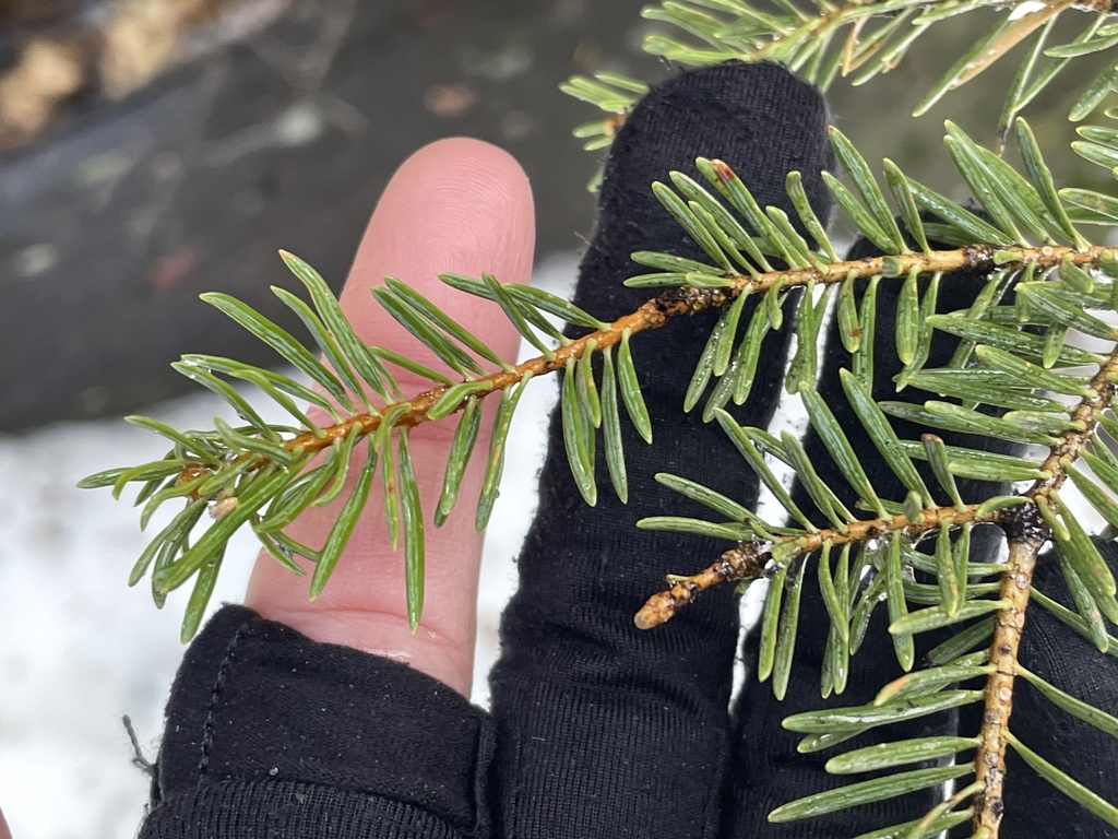 white fir from Humber Park Trailhead, Pine Cove, CA, US on March 26 ...