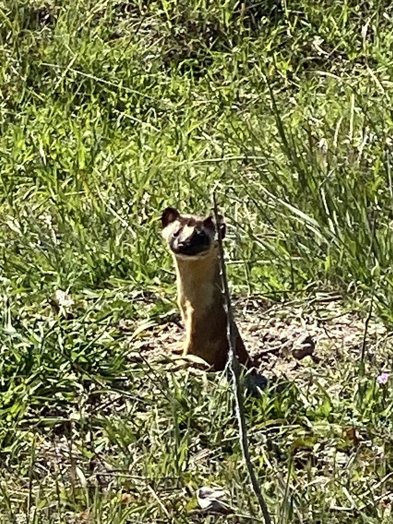 Long-tailed Weasel from Fort Ord National Monument, Salinas, CA, US on ...