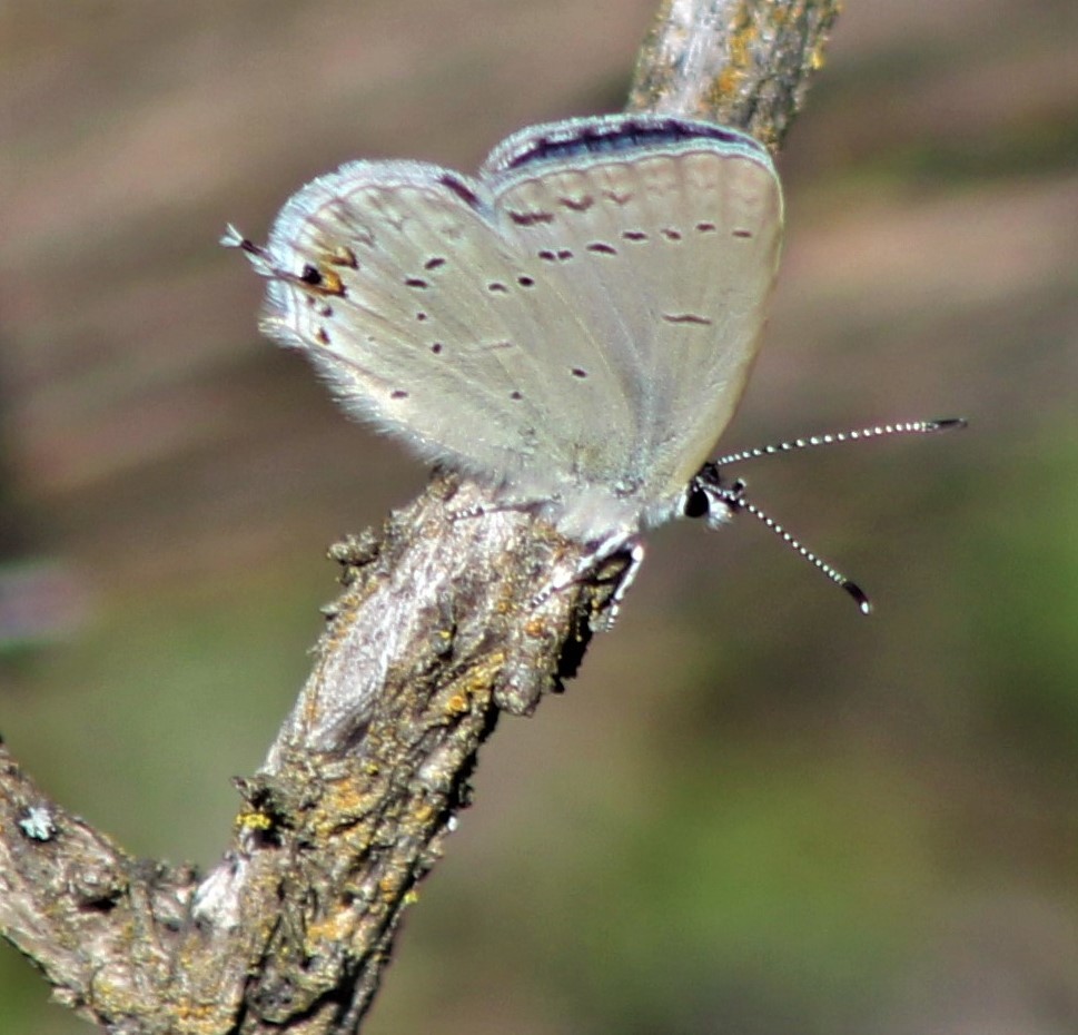Western Tailed-Blue from Clairemont, San Diego, CA, USA on March 27 ...
