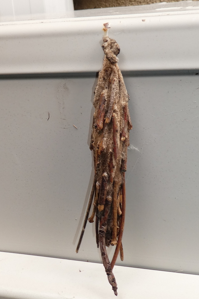 Saunder's Case Moth from Black Head NSW 2430, Australia on February 25 ...