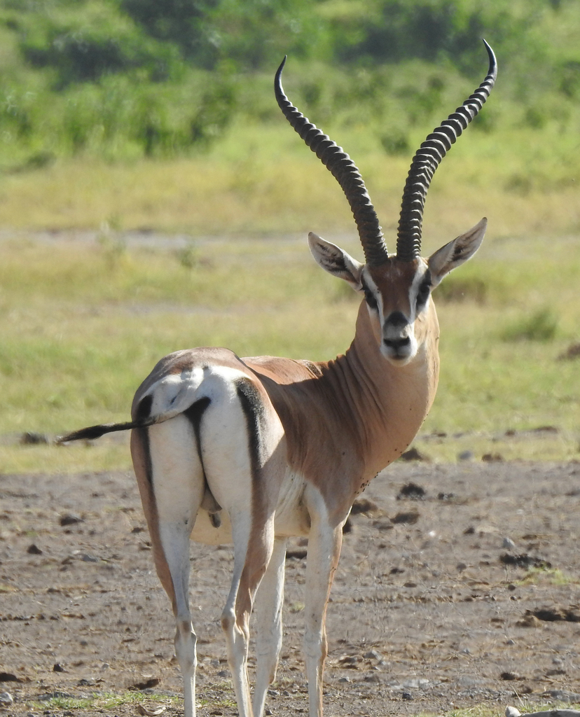 Southern Grant's Gazelle from Loitokitok, Kenya on February 27, 2019 at ...