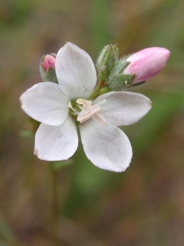 Marin dwarf-flax (Native Plants of San Mateo County) · iNaturalist