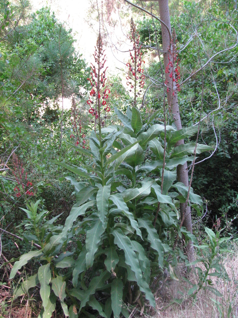 devil's tobacco from Itata Province, Ñuble, Chile on January 20, 2009 ...