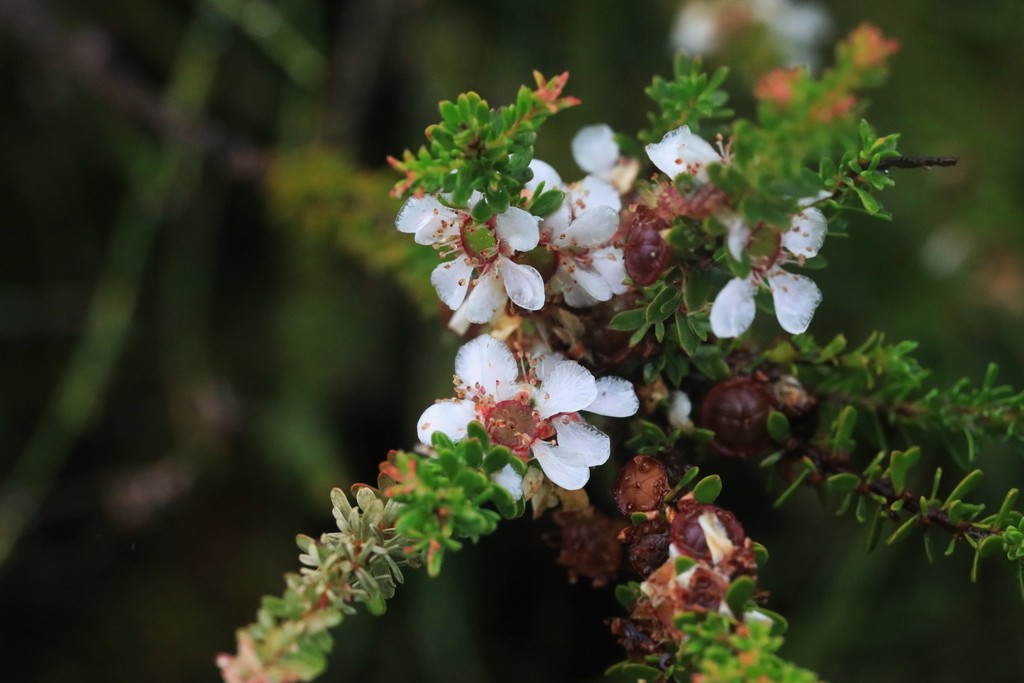 Lemon-scented Tea-tree from Sippy Downs QLD 4556, Australia on March 11 ...