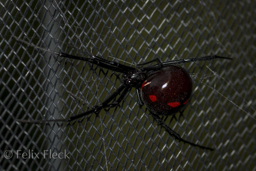 Help me out here : r/whatsthisbug