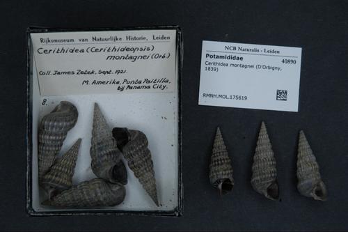 Moluscos de México · iNaturalist Chile