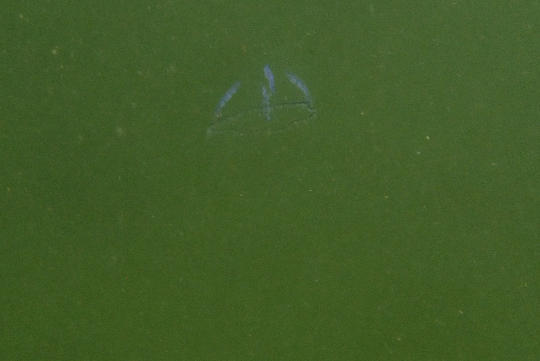 Eutonina indicans (Romanes, 1876)