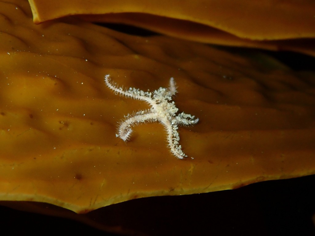 Ophiothrix from Point Lonsdale reef on January 11, 2019 at 08:21 PM by ...