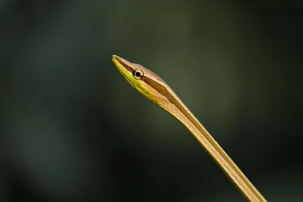 Striped Sharpnose Snake from Museu da Amazônia - MUSA on May 13, 2016 ...