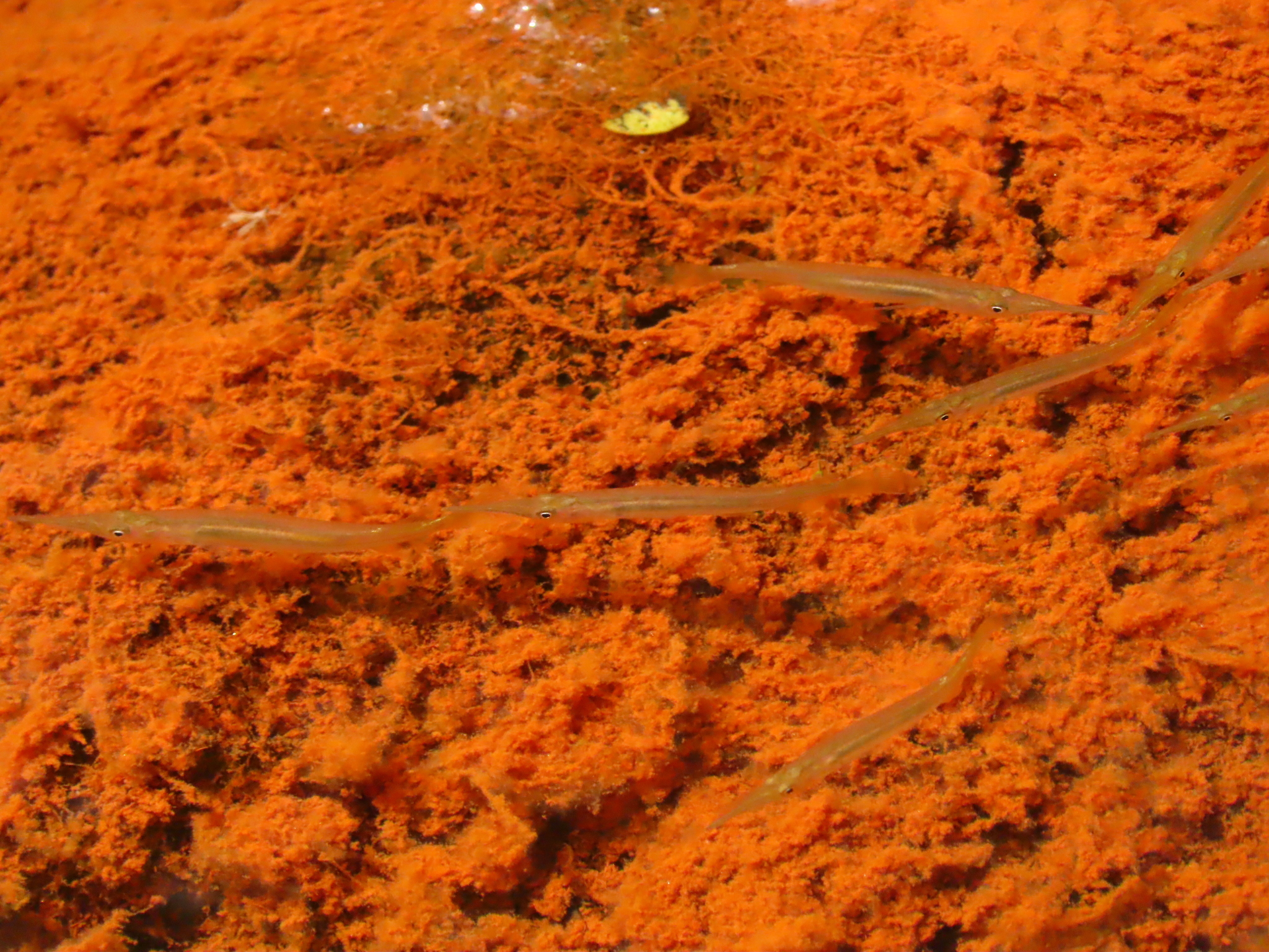 Dermogenys collettei Meisner, 2001