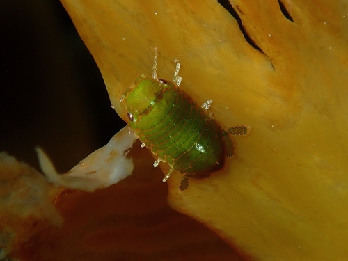 Amphoroidea angustata · iNaturalist