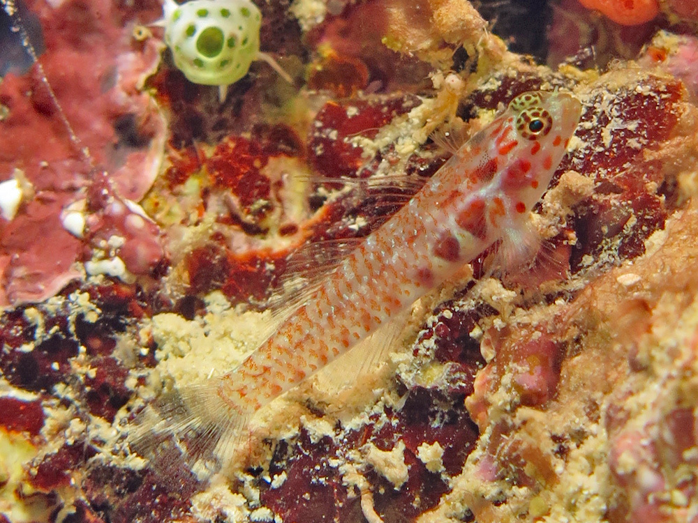 Headspot Eviota (Eviota melasma) - Marine Life Identification