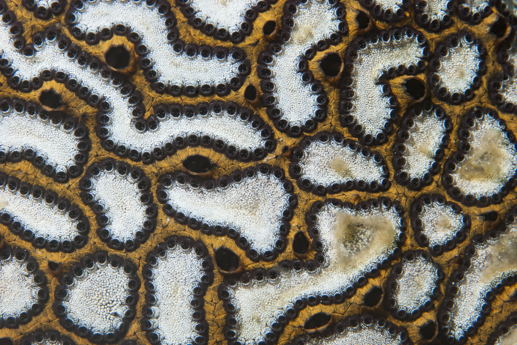 ladder ascidian from Buleleng, Bali, Indonesia on April 17, 2012 at 03: ...
