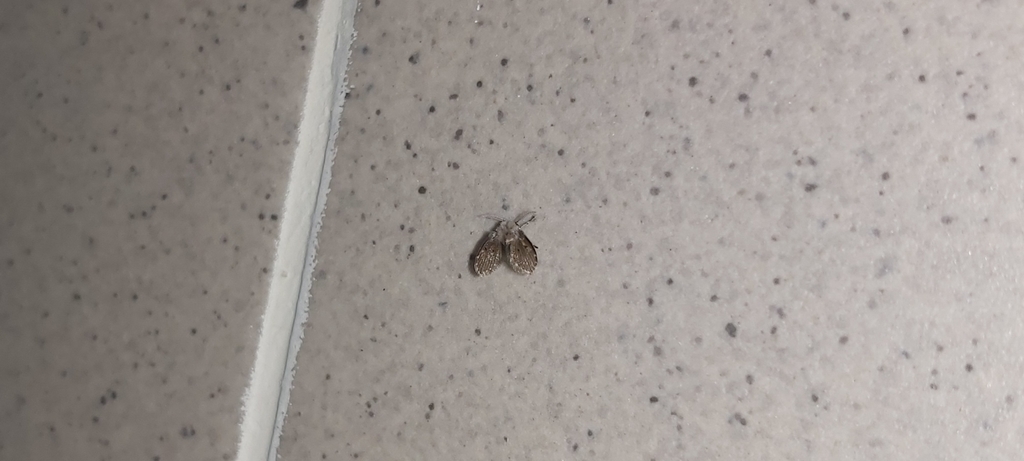 Bathroom Moth Fly from 22 شارع 9،، Kuwait on March 28, 2021 at 11:32 AM ...