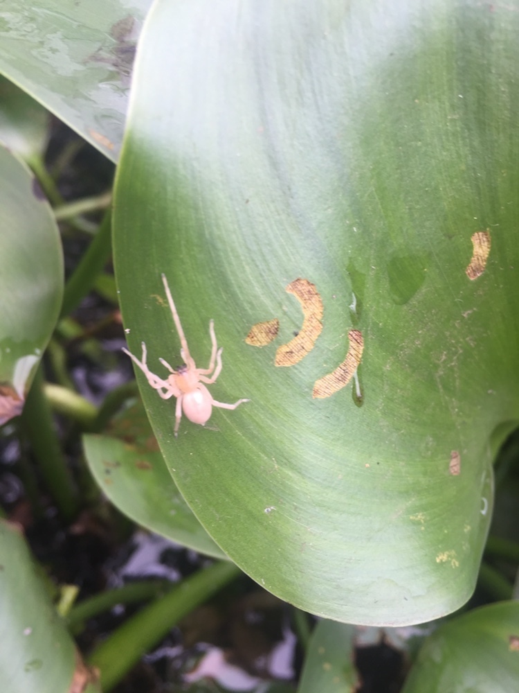 Common House Sac Spider from R104, GP, ZA on March 28, 2021 at 09:10 AM ...