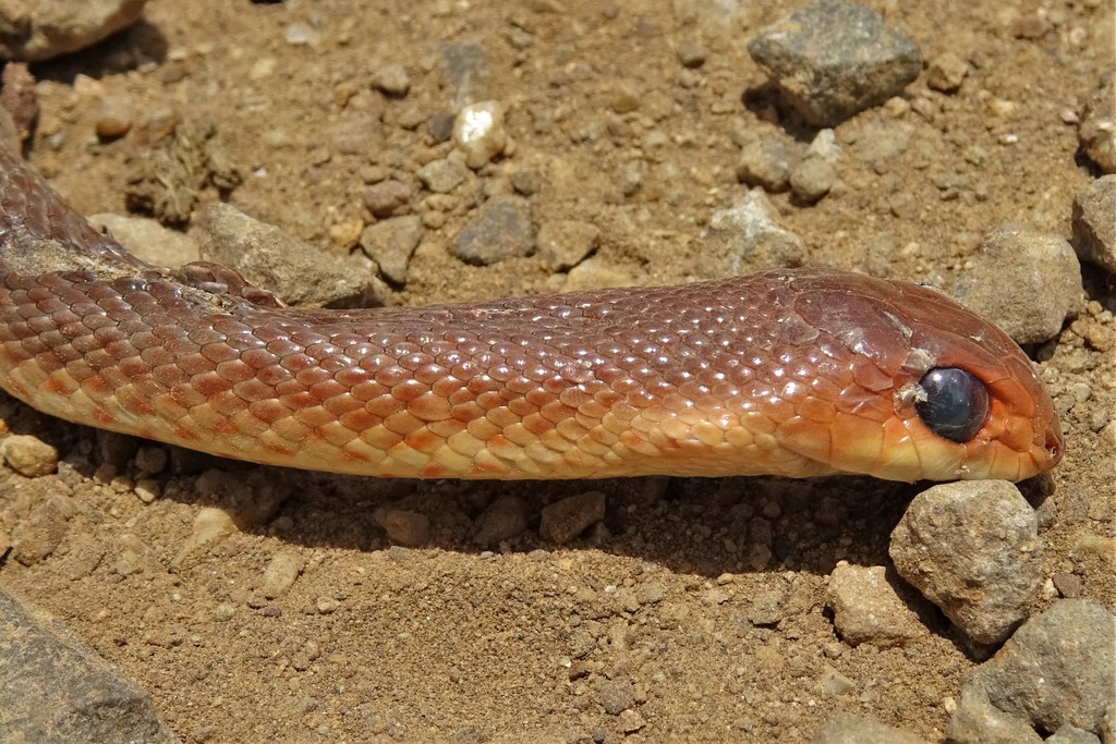 Red-spotted Beaked Snake from Bench Maji, Ethiopië on August 15, 2018 ...
