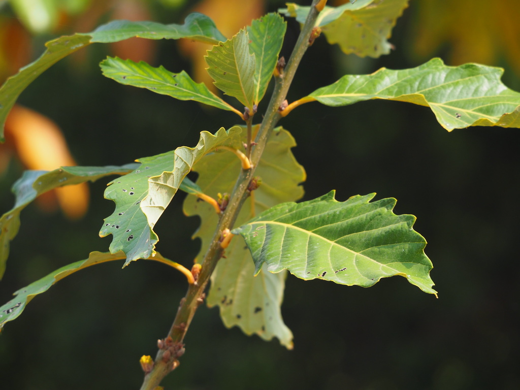 Quercus aliena (Galcham Oak) - plant details - WorldFloraDB