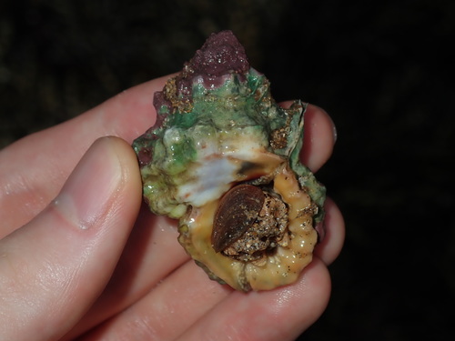 Bursa rosa · iNaturalist