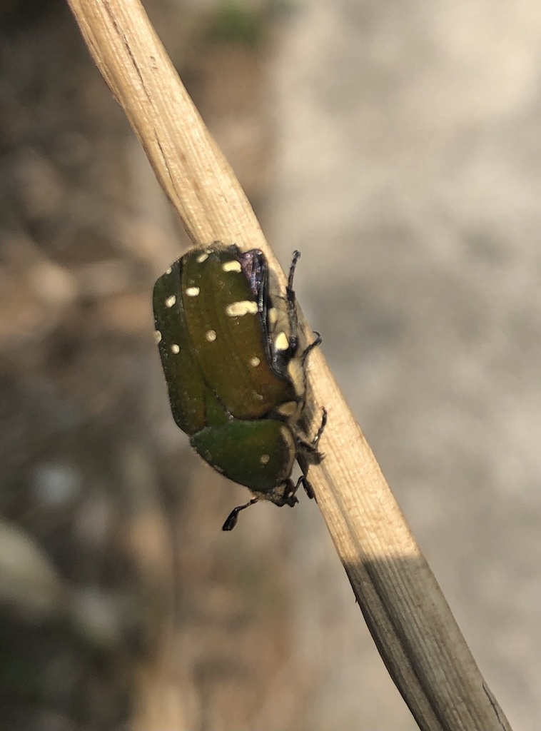Blue Flower Chafer from Mirs Bay, Sai Kung North, New Territories, HK ...