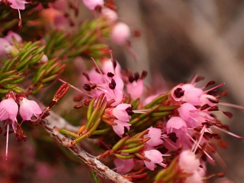 Rednut Heath (Erica anguliger) · iNaturalist