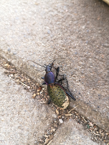 Subspecies Carabus formosus brockmanni · iNaturalist