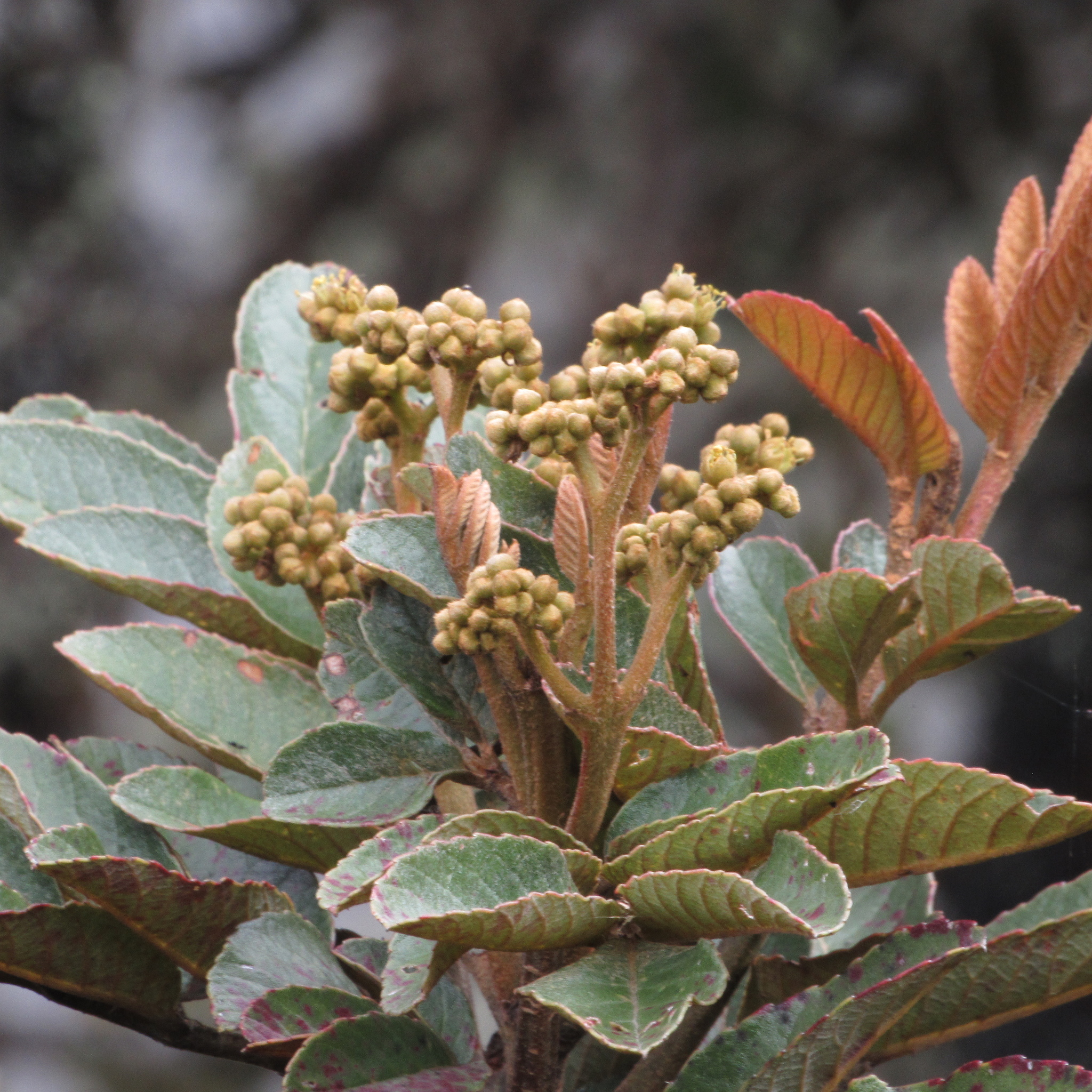Brunellia propinqua Kunth
