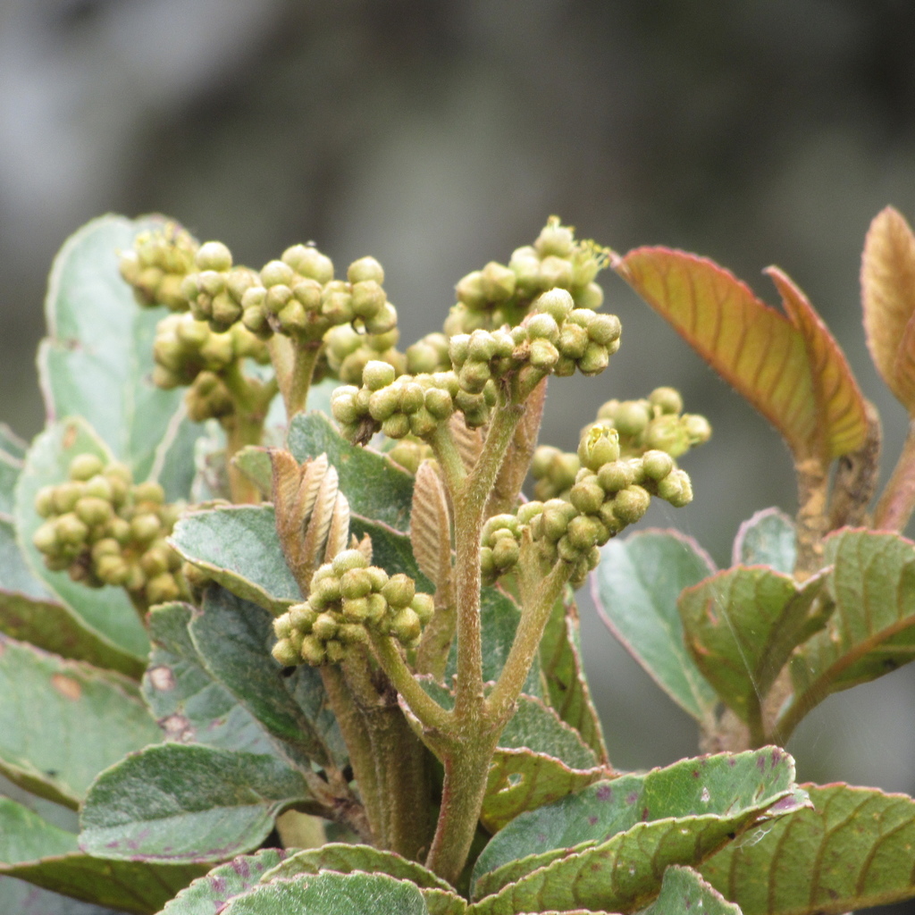 brunellia family (Brunelliaceae) - Botanical Realm