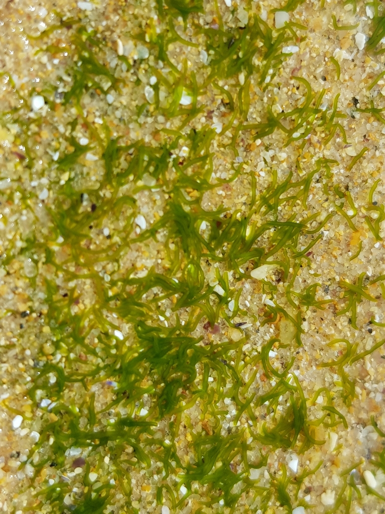 Mint sauce worm from France on March 28, 2021 at 12:34 PM by t_tully ...