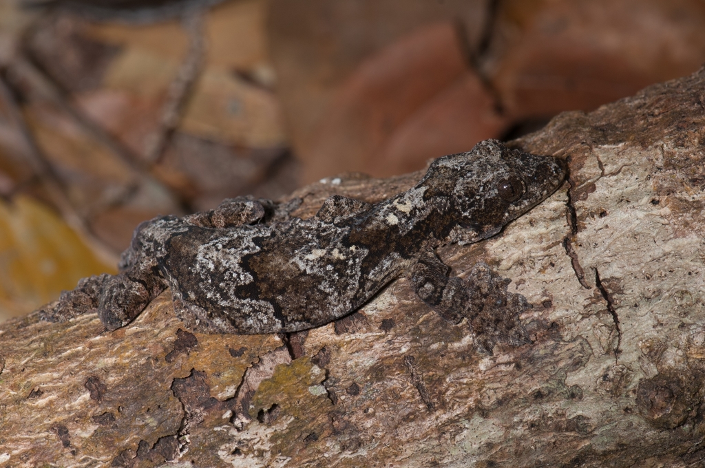 Calling Geckos in February 2012 by Thomas Calame · iNaturalist