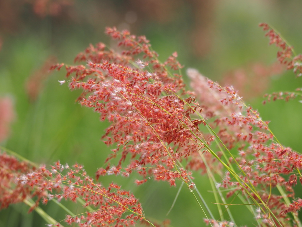 红毛草 (Grasses of Shenzhen) · iNaturalist