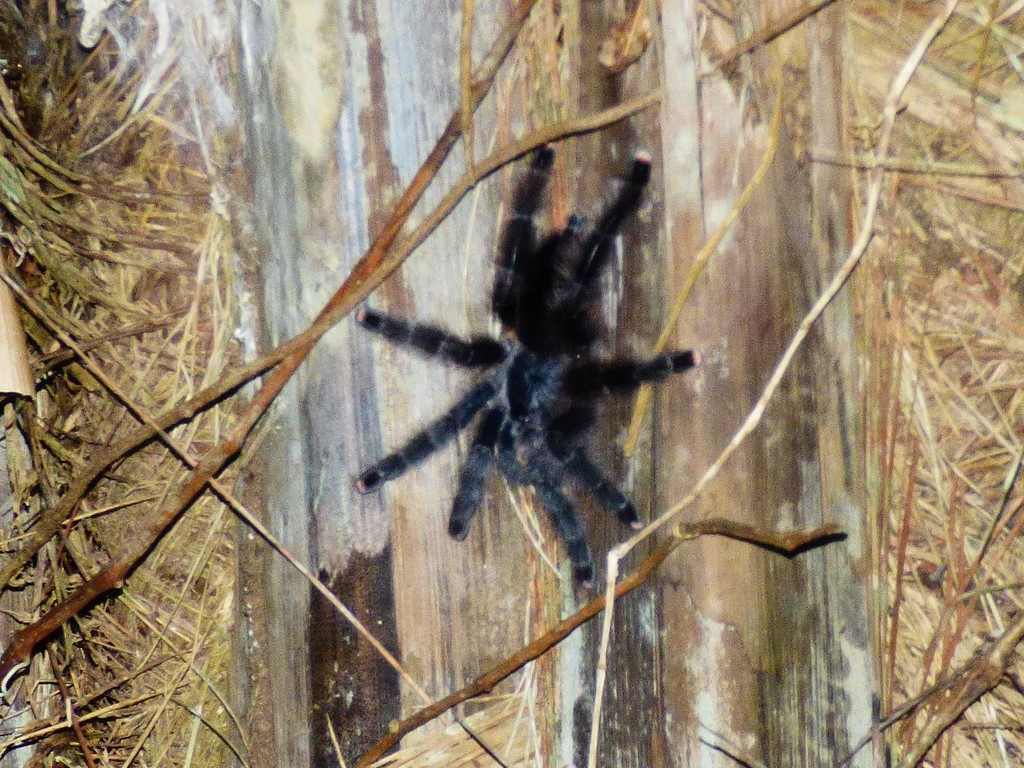 Pinktoe Tarantula from Tambopata, Peru on March 08, 2017 at 05:17 AM by ...
