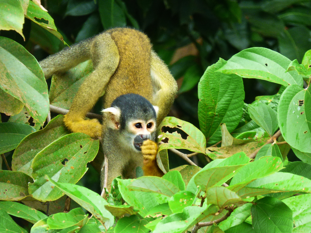 (Saimiri boliviensis boliviensis) - Know Your Mammals