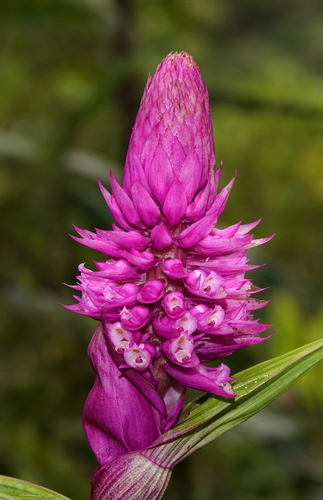 Elleanthus robustus · NaturaLista Colombia