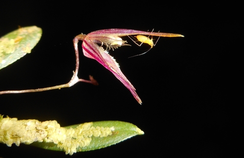 Andreettaea llamachoi · iNaturalist