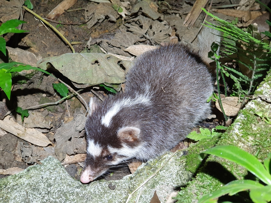 Formosan Ferret Badger (Melogale subaurantiaca) - Know Your Mammals