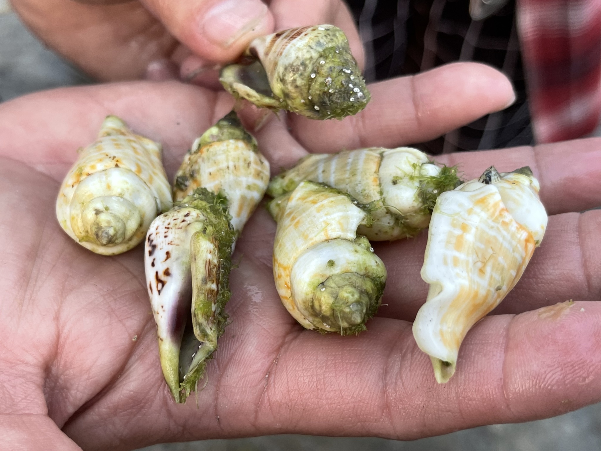 Gibberulus gibberulus (Linnaeus, 1758)