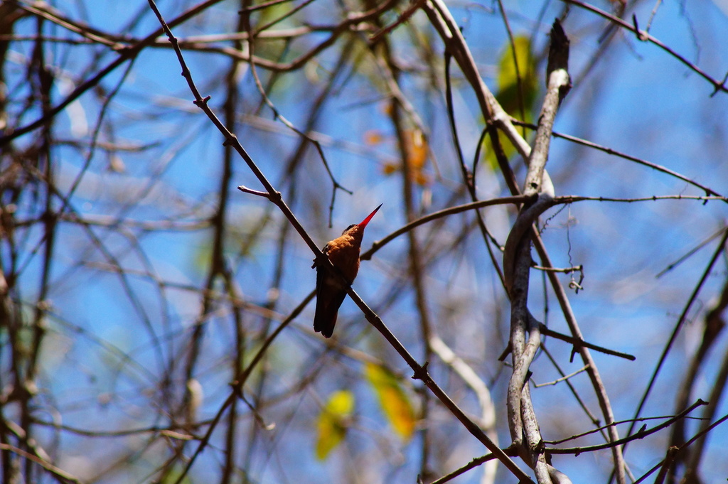Colibrí Canelo desde Santa María Huatulco, Oax., México el 24 de marzo ...